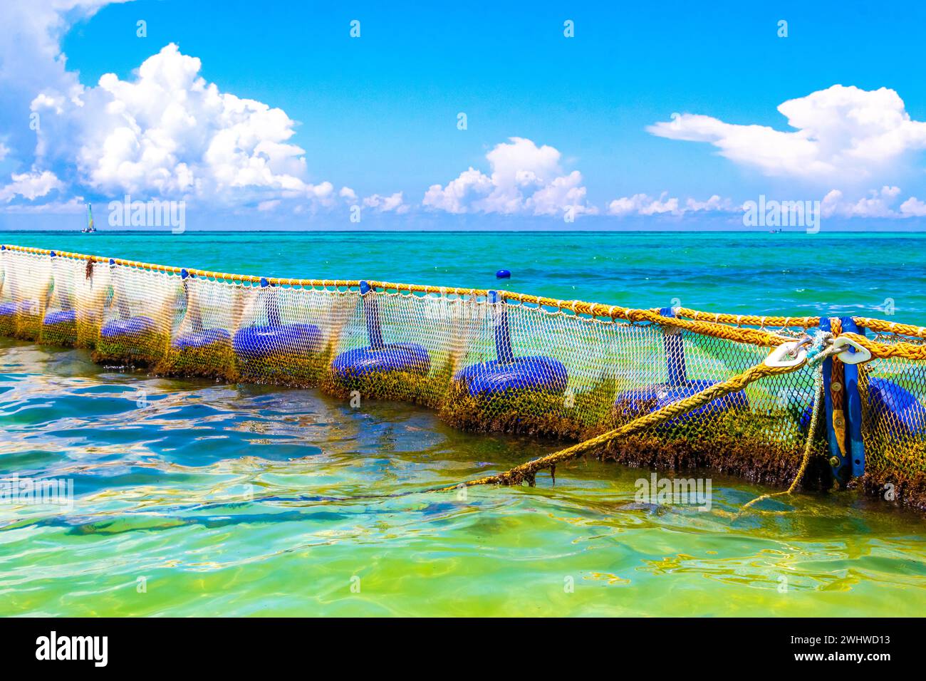 Tropical mexican caribbean beach and sea with Sargazo seaweed sea weed ...