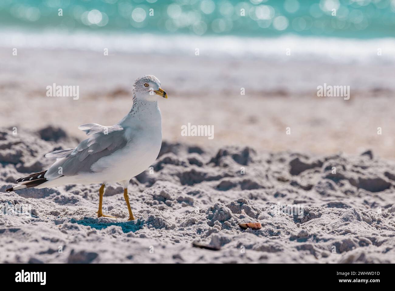 Seagull standing on sandy Florida beach. Closeup of gull seabird on a ...