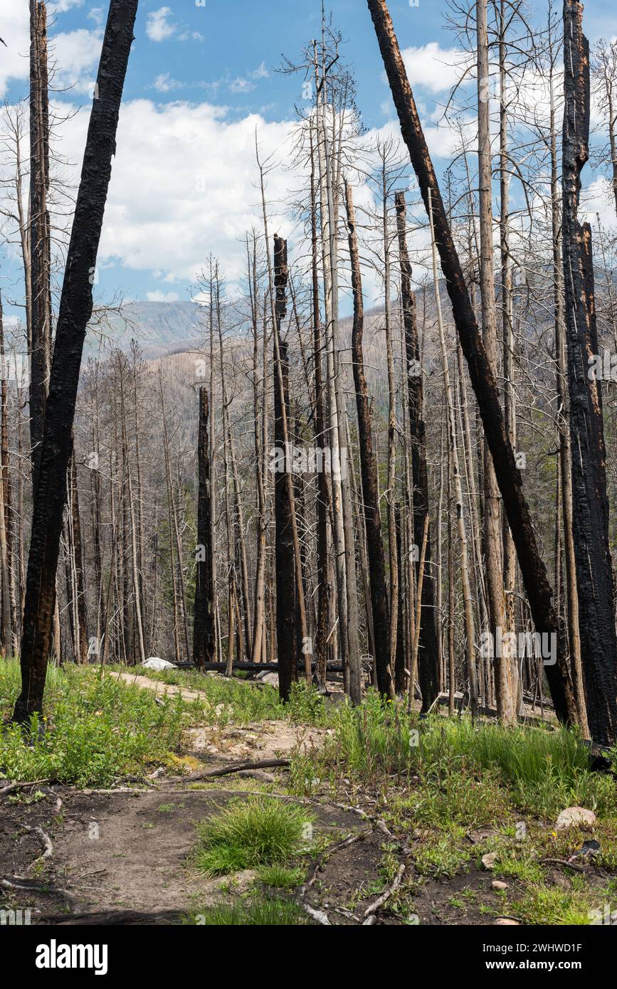 Precarious burned trees from the Cameron Peak Fire are the reminder of ...