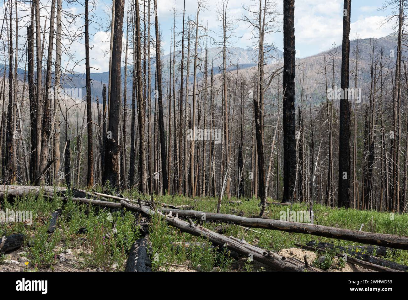 Cameron Peak Fire area three years later is coming back with vegetation ...