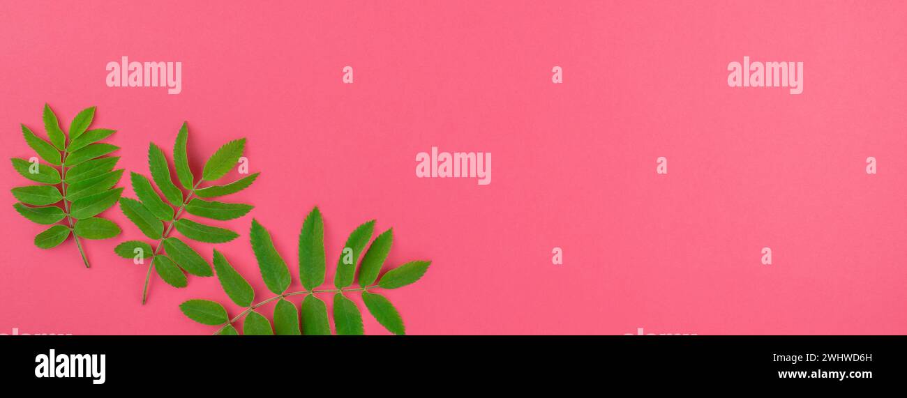 Green rowan tree leaves on bright pink background Stock Photo - Alamy
