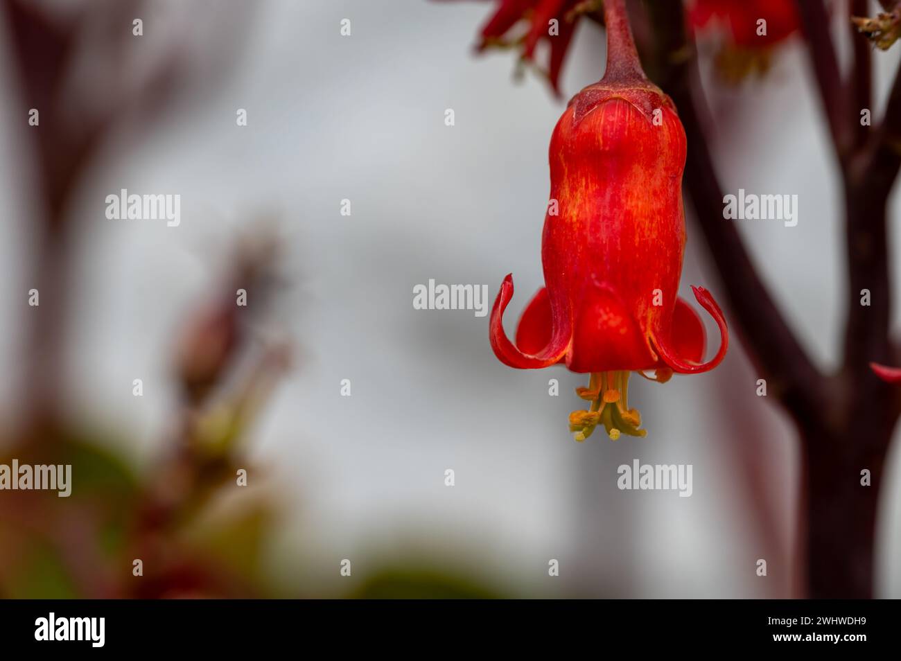 Detail of a red pig's ear flower (Cotyledon orbiculata) in the garden ...