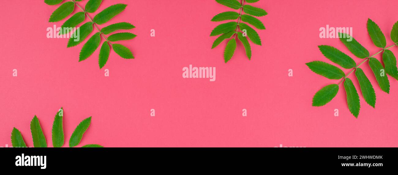 Green rowan tree leaves on bright pink background Stock Photo - Alamy