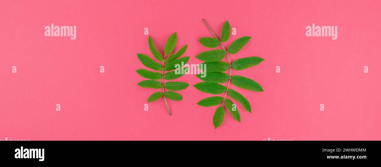 Green rowan tree leaves on bright pink background Stock Photo - Alamy