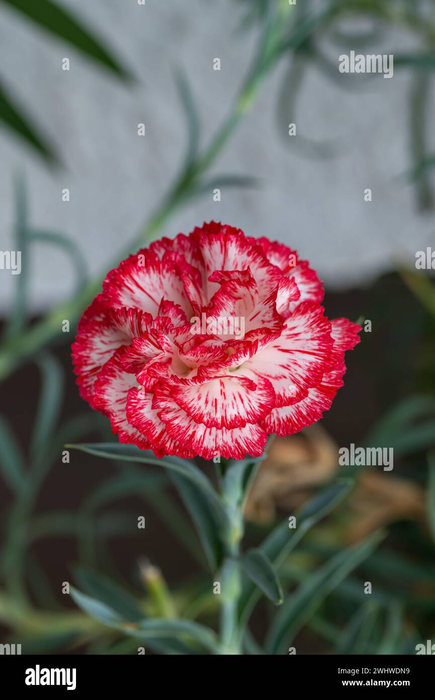 Vertical view of a carnation (Dianthus caryophyllus) in the garden ...