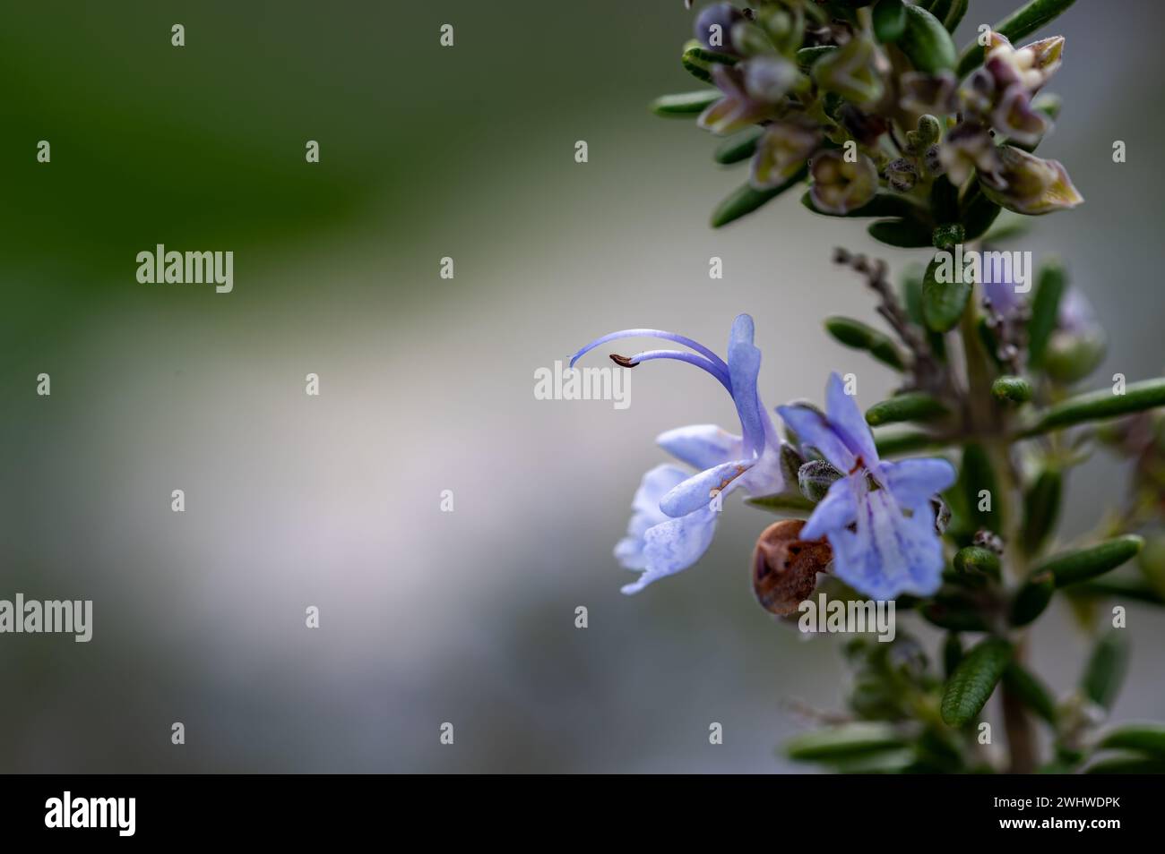 Details of delicate wild rosemary flowers with a soft unfocused ...