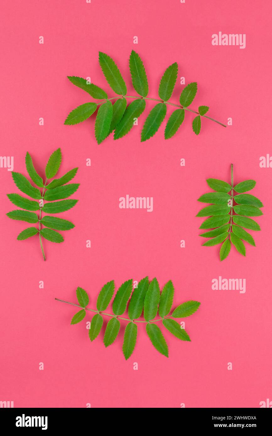 Green rowan tree leaves on bright pink background Stock Photo - Alamy