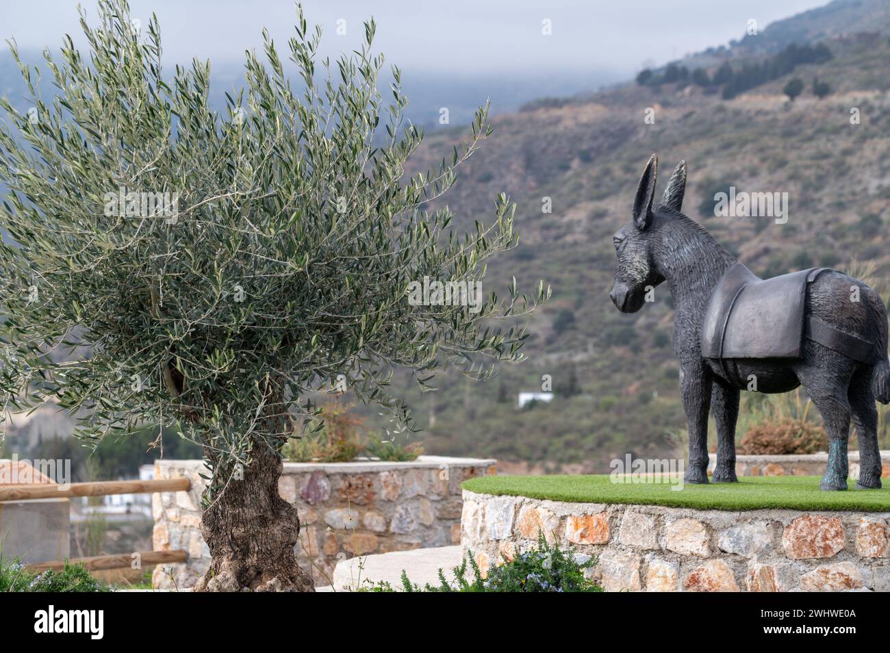 View of an olive tree next to the statue of a donkey with the Alpujarra ...