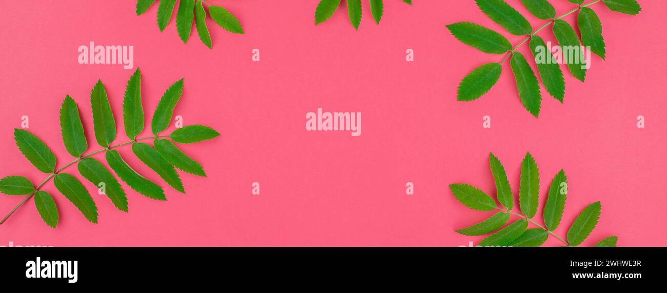 Green rowan tree leaves on bright pink background Stock Photo - Alamy