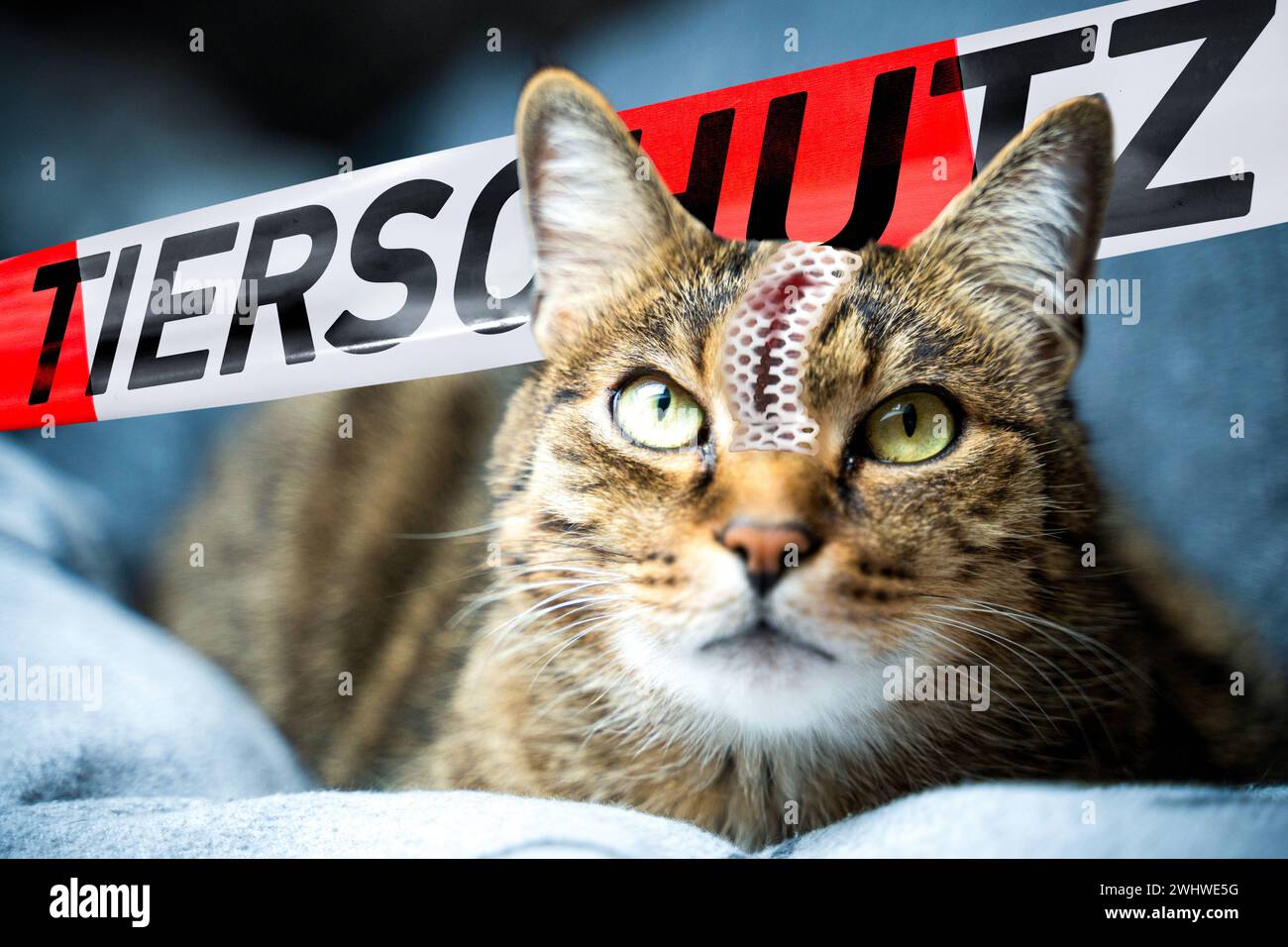 Tierschutzgesetze hi-res stock photography and images - Alamy