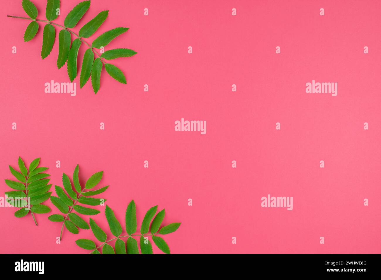 Green rowan tree leaves on bright pink background Stock Photo - Alamy