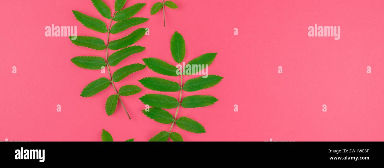 Green rowan tree leaves on bright pink background Stock Photo - Alamy