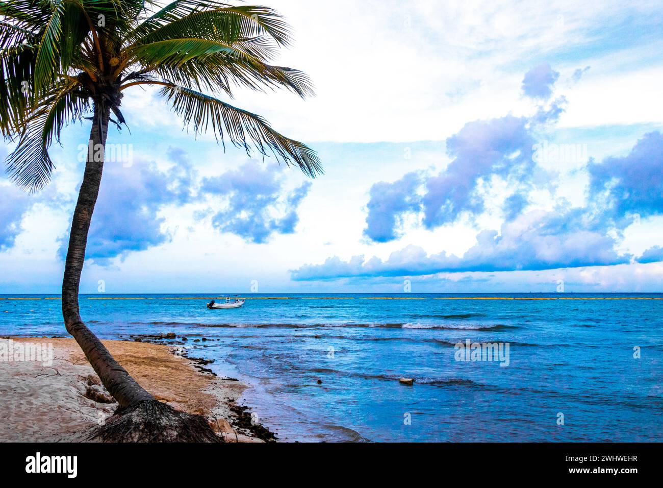 Tropical natural mexican palm tree with coconuts and blue sky ...
