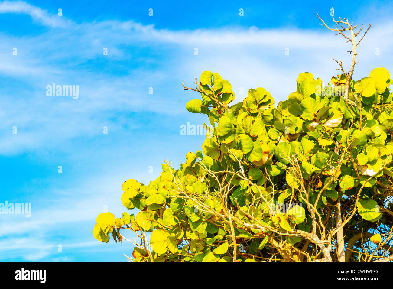 Sea grape plant tree with leaves grapes and seeds in Playa del Carmen ...