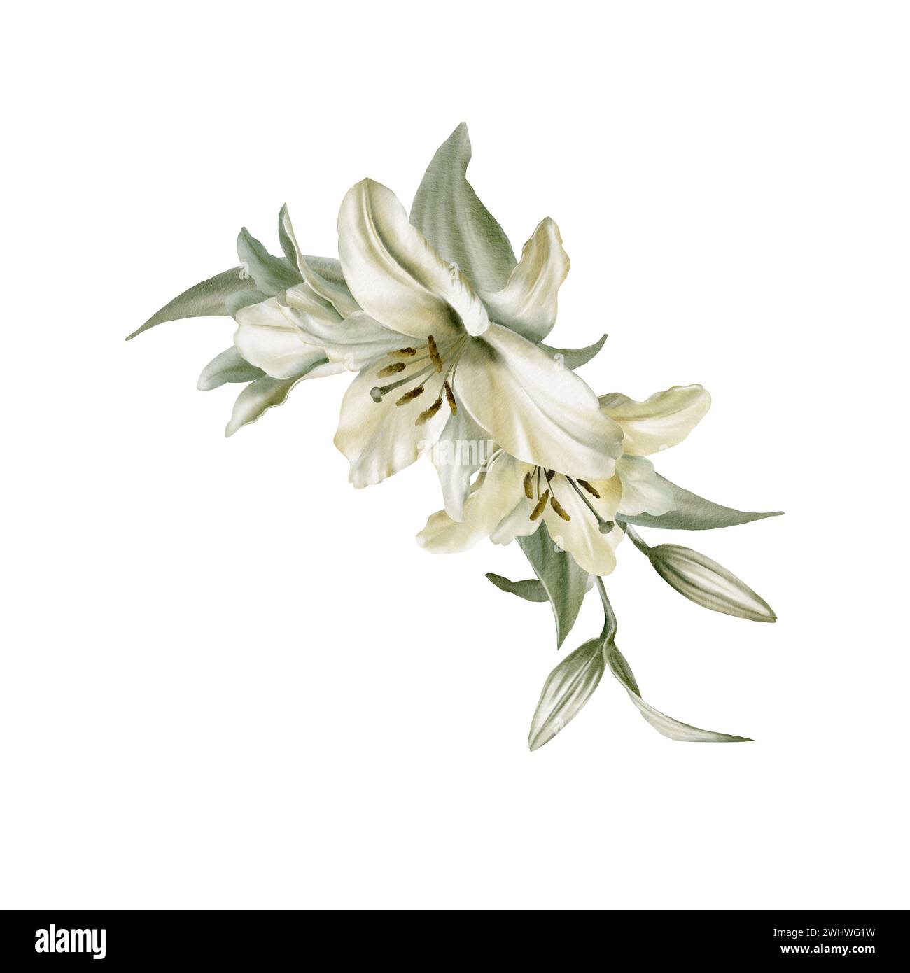 Watercolor composition of white lily flowers with leaves. For postcards ...