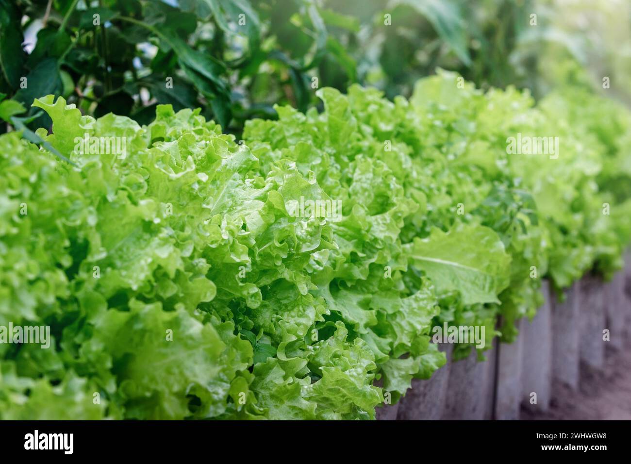 Lettuce plant leaves texture, organic close up top view macro detail ...