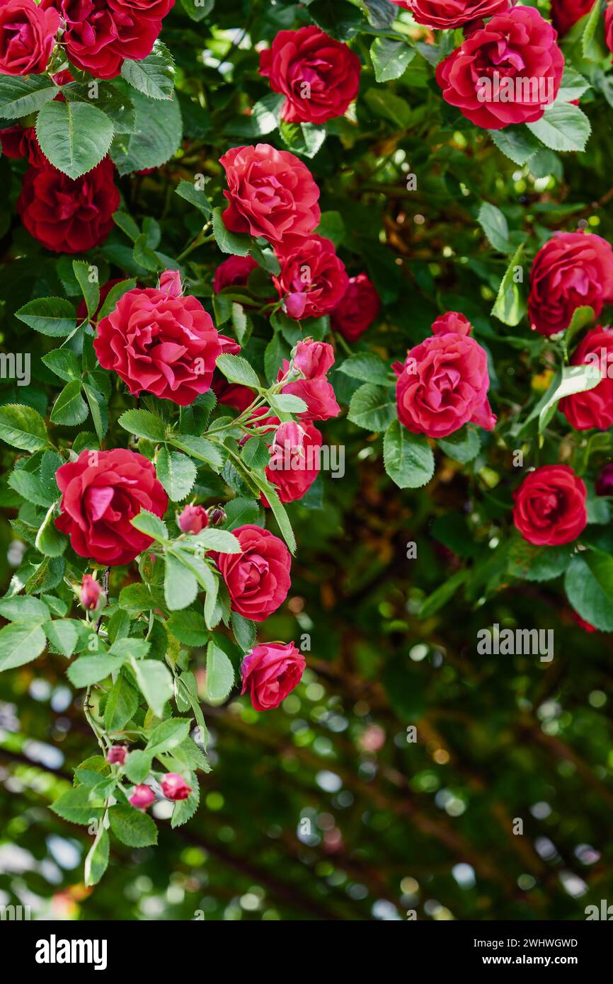 Red climbing roses hi-res stock photography and images - Alamy