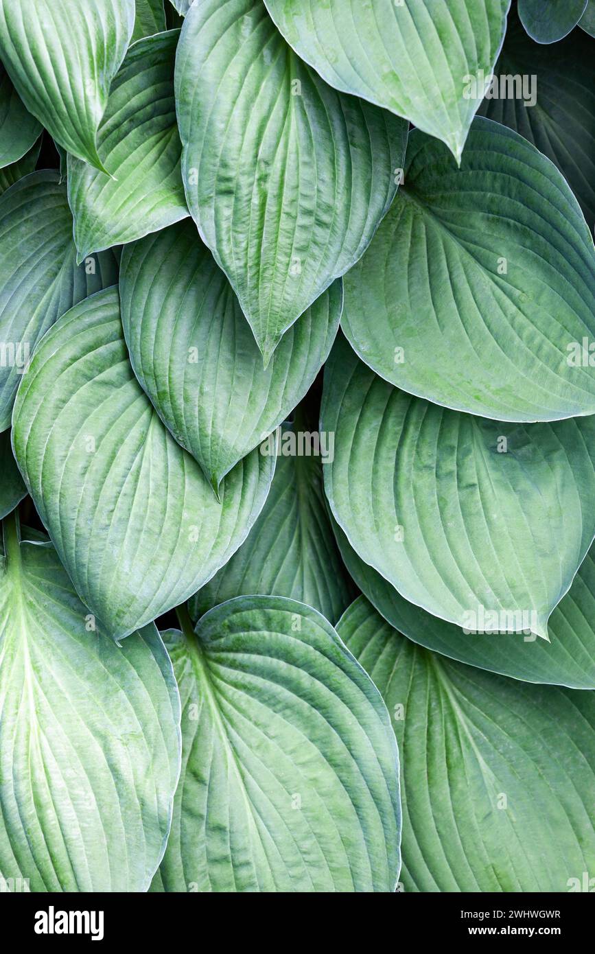 Vertical photo with veined large green Hosta leaves intended for ...
