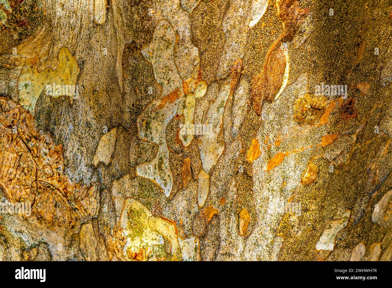 Texture pattern of the bark of a tropical tree plant in the jungle ...