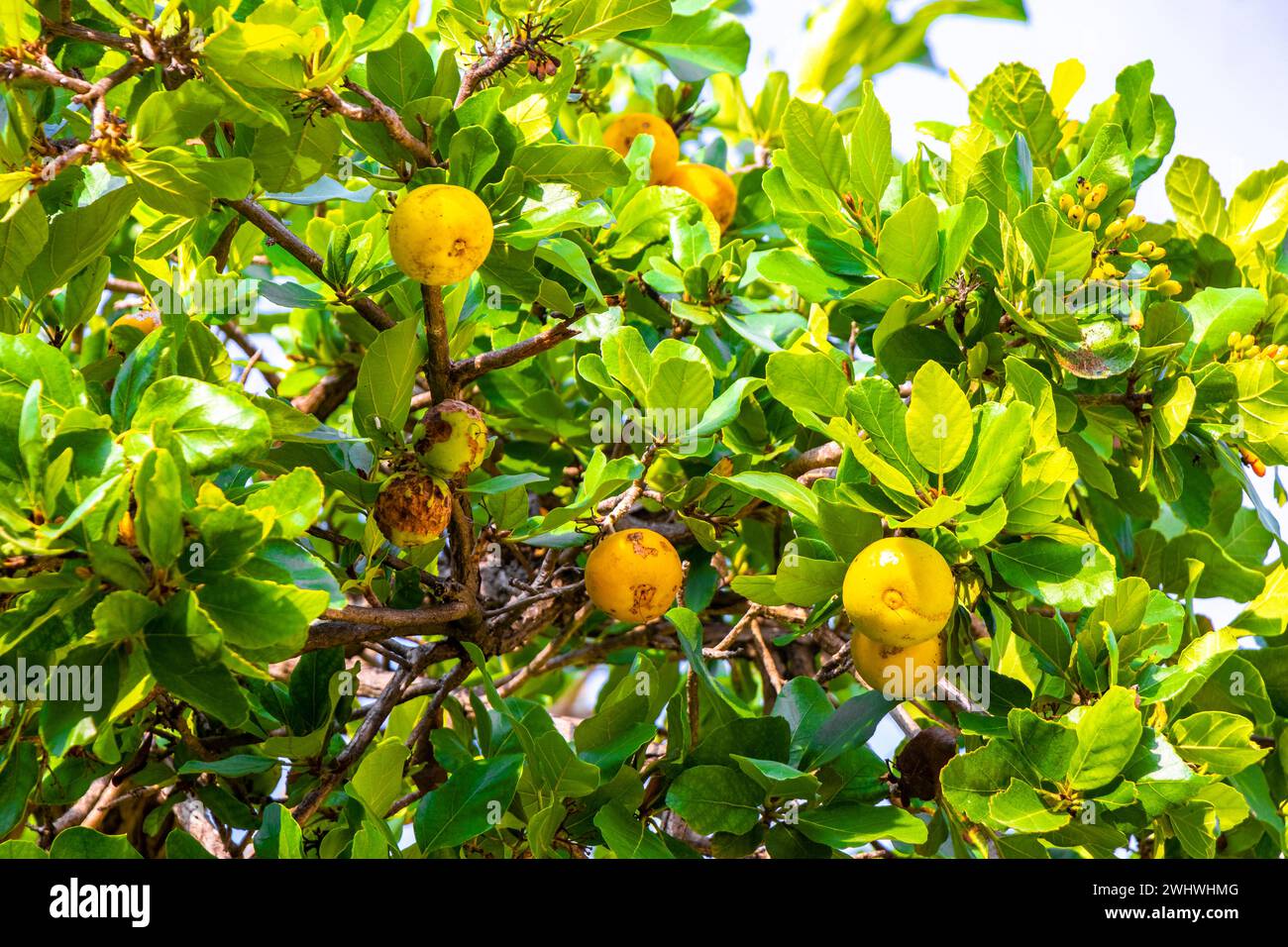 Kou Cordia subcordata flowering tree with orange flowers beach cordia ...