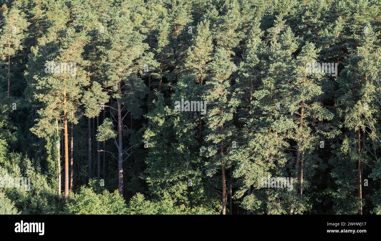 The pine forest was photographed from above while flying in a hot air ...