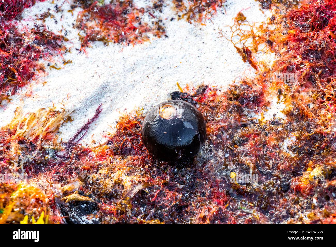 Different types of seagrass sea grass weed seaweed on beach sand by the ...