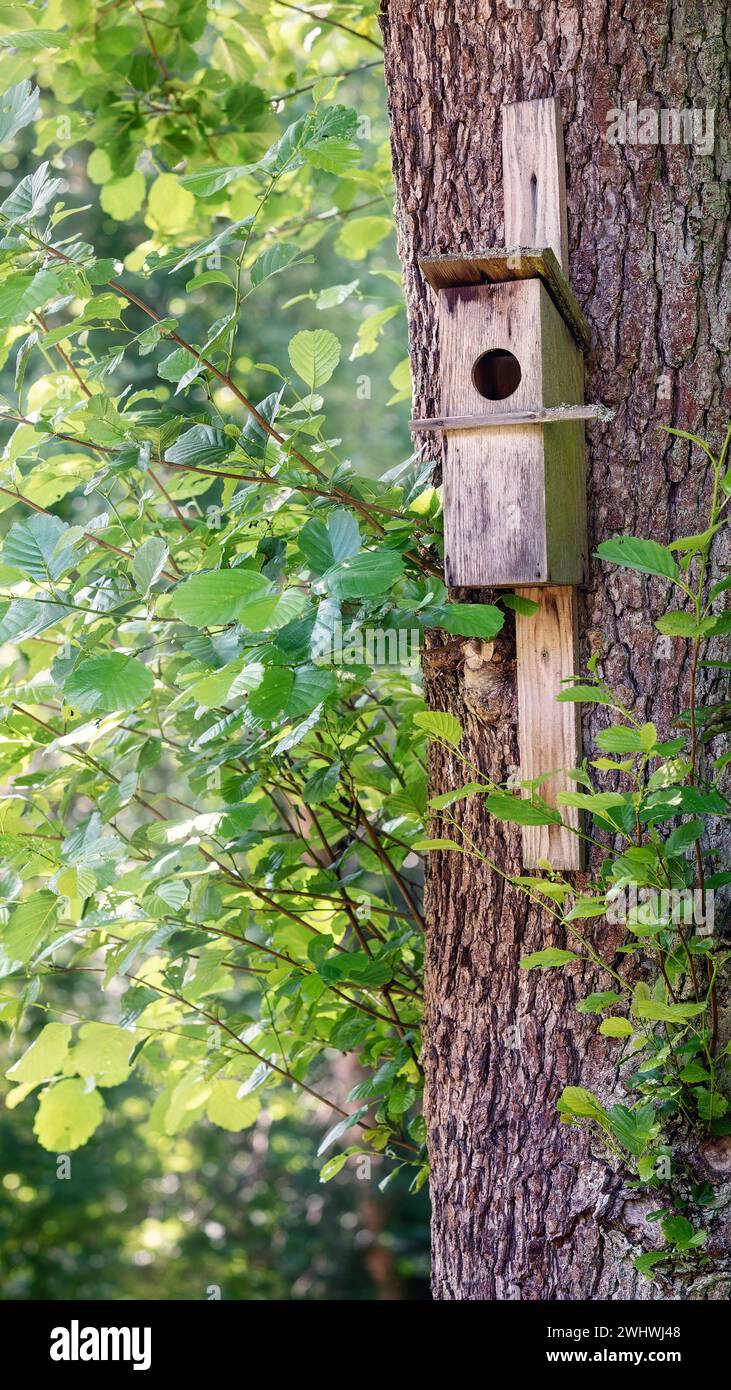 Bird house and young spring leaves. A small wooden gray nesting box on ...