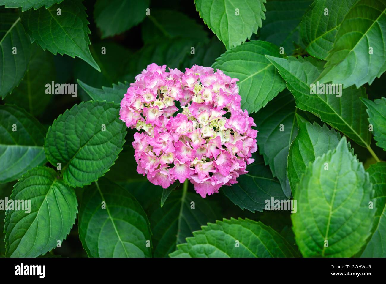 Blooming cultivar bigleaf hydrangea (Hydrangea macrophylla 'Endless ...