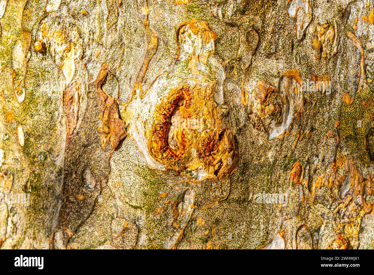 Texture pattern of the bark of a tropical tree plant in the jungle ...