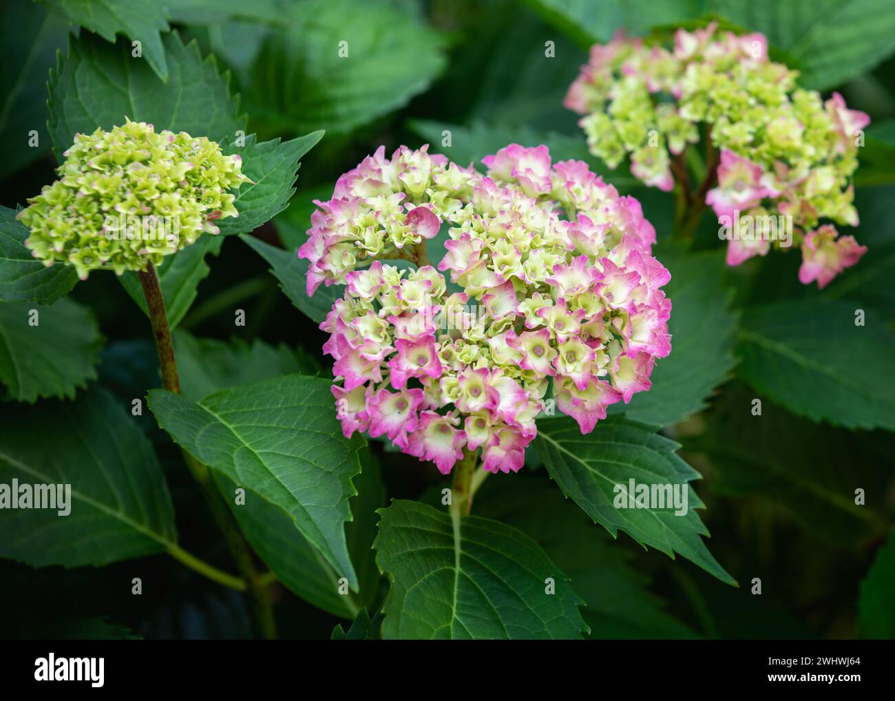 Pink hydrangea macrophylla or hortensia shrub in in early spring in bloom beginning Stock Photo ...