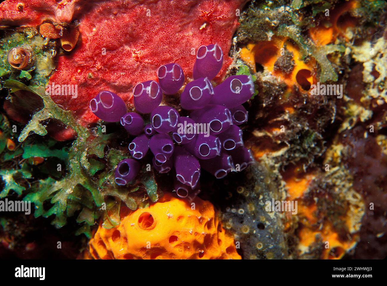 Blue Bell Tunicates, Clavelina puertosecensis nestled between sponges ...