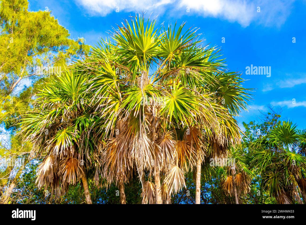 Palm tree leaves seeds fruits of a tropical green exotic and Caribbean ...