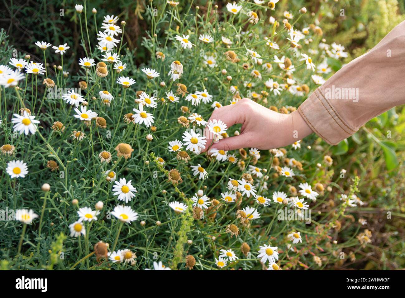 Arm of a white person holding a daisy leaf with his hand. Nature and ...