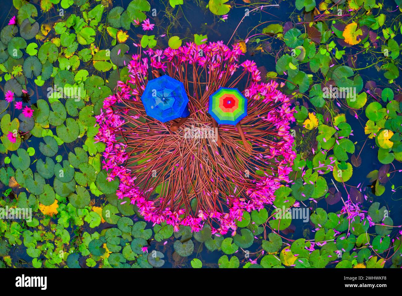 Aerial view of a person harvesting in the swamp pink lilies used as ...