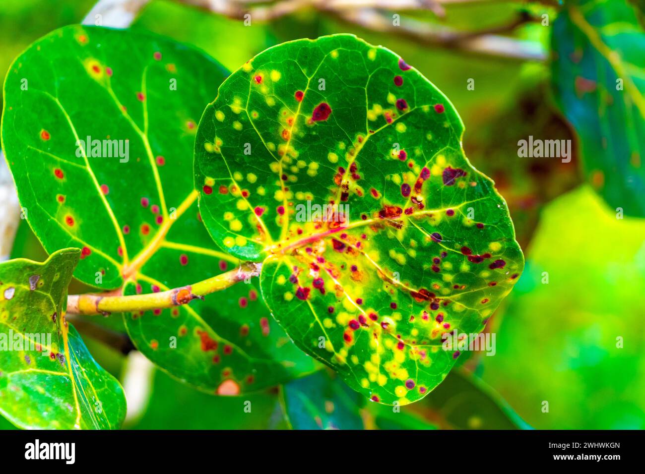 Sea grape plant tree with leaves grapes and seeds in Playa del Carmen ...