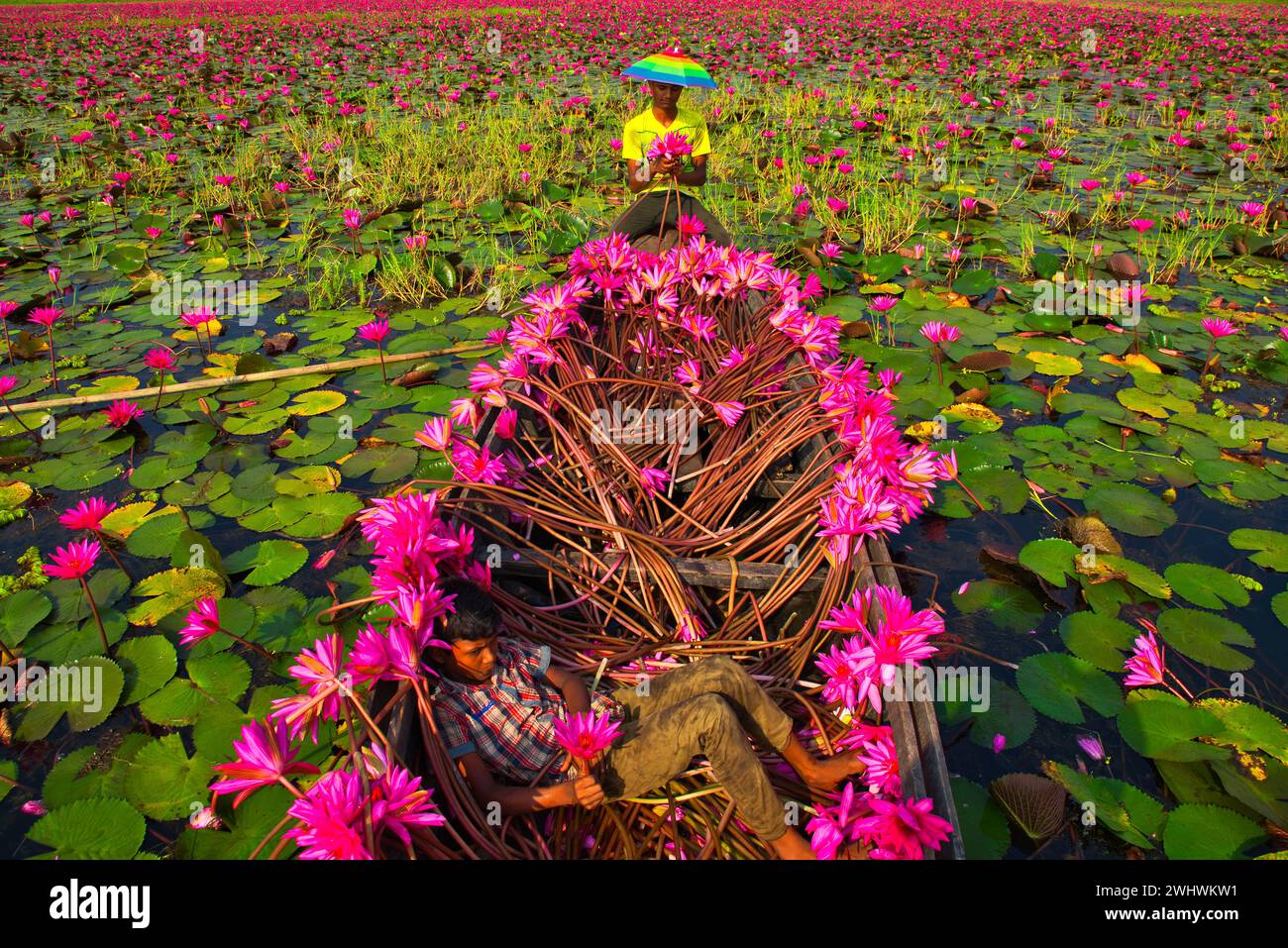 Aerial view of a person harvesting in the swamp pink lilies used as ...