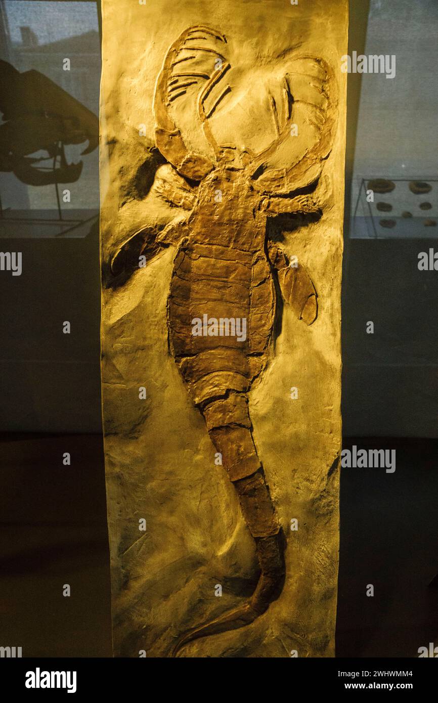 Paleobiologia hi-res stock photography and images - Alamy