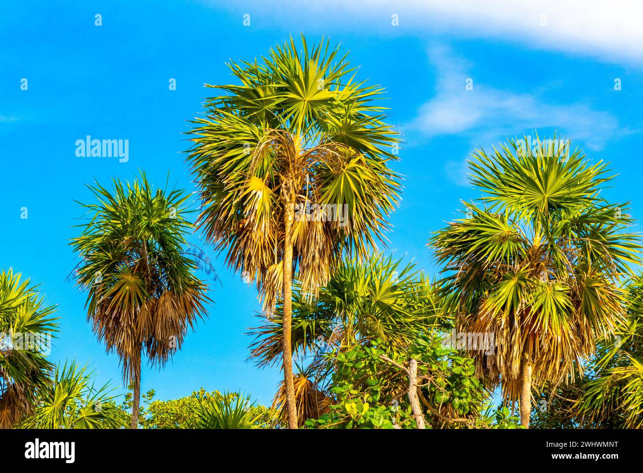 Palm tree leaves seeds fruits of a tropical green exotic and Caribbean ...