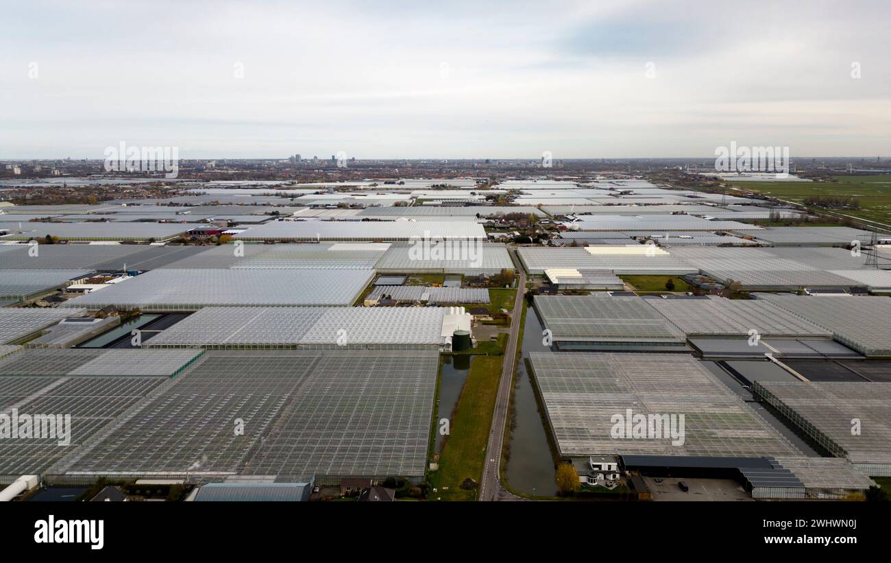 Aerial view of greenhouses, de Lier, Holland Stock Photo - Alamy
