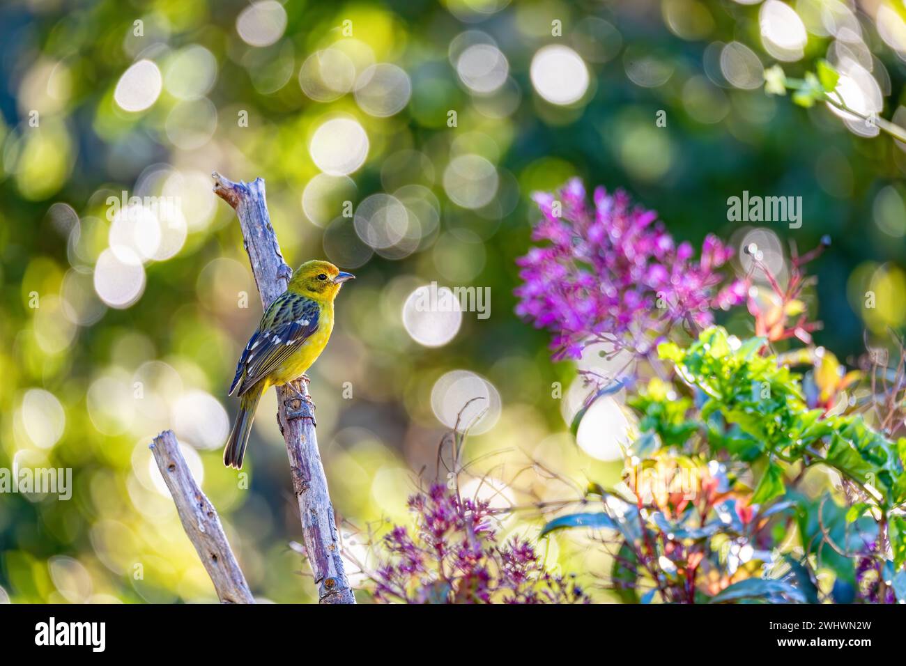 Flame-colored tanager female - Piranga bidentata, San Gerardo de Dota ...