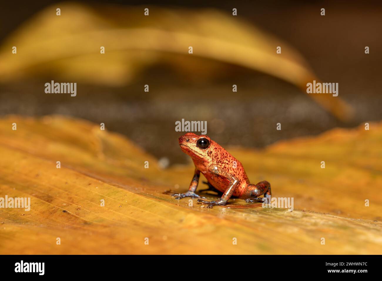 Strawberry poison-dart frog, Oophaga pumilio, formerly Dendrobates ... Strawberry poison-dart frog, Oophaga pumilio, formerly Dendrobates ...