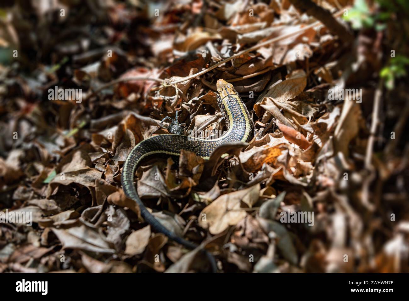 Madagascar girdled lizard or madagascar plated lizard zonosaurus ...