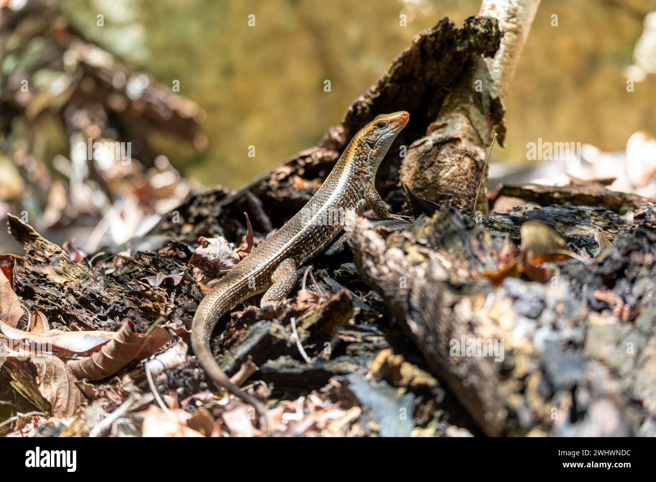 Madagascar girdled lizard or Madagascar plated lizard - Zonosaurus ...