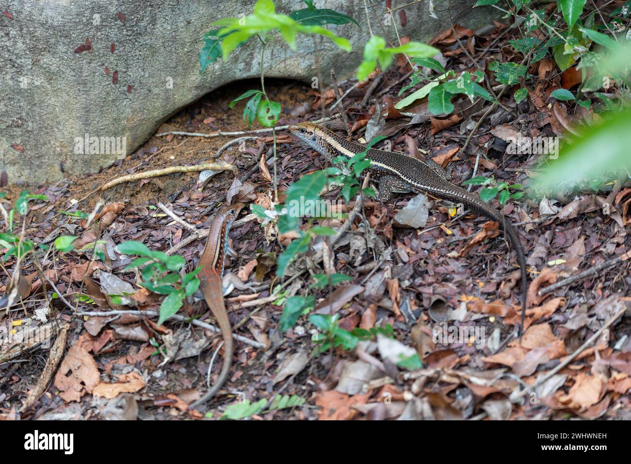 Madagascar girdled lizard or Madagascar plated lizard - Zonosaurus ...