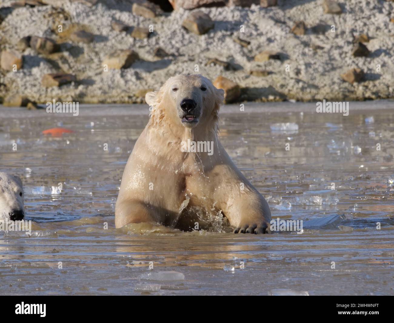 Polar bear staring Stock Photo - Alamy