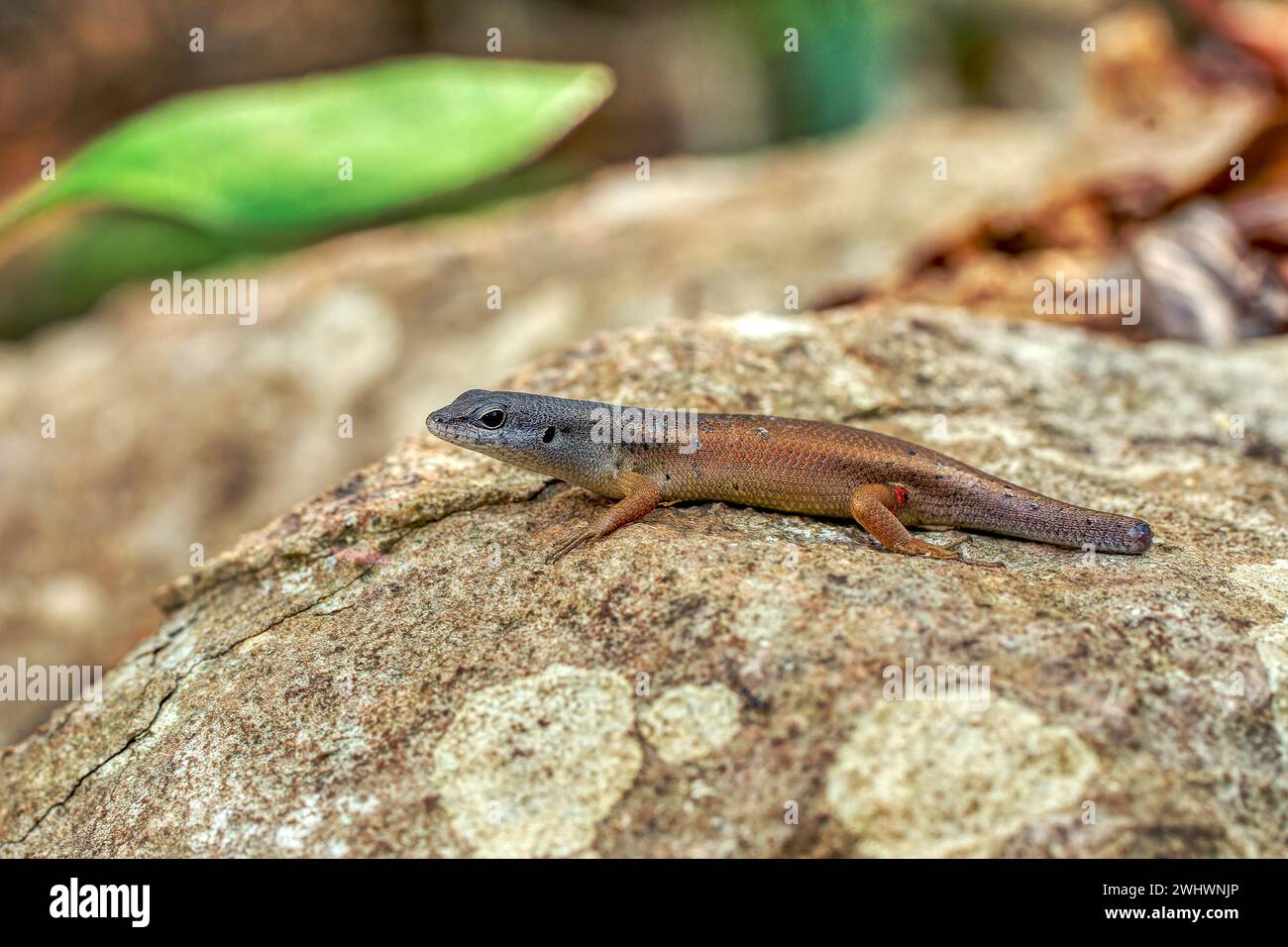 Zonosaurus tsingy, endemic species of lizard. Madagascar Wildlife Stock ...