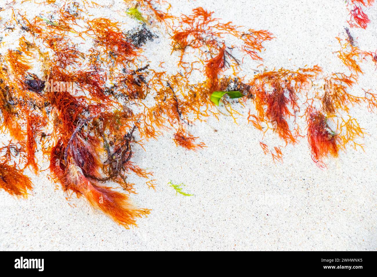 Different types of seagrass sea grass weed seaweed on beach sand by the ...