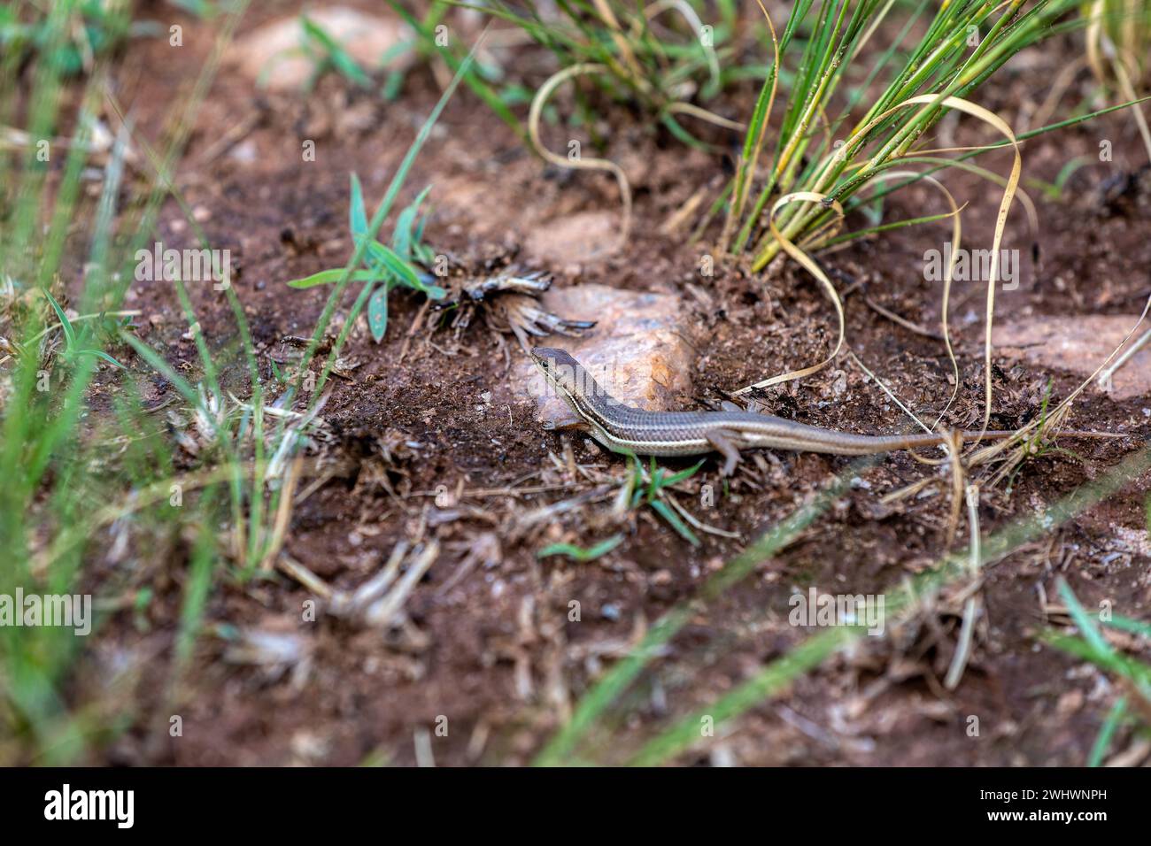 Elegant mabuya (Trachylepis elegans), endemic species of skink. Lizard ...