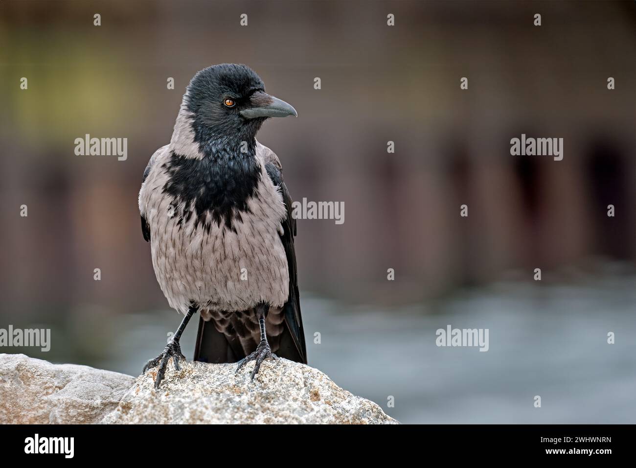 Scottish crow hi-res stock photography and images - Alamy