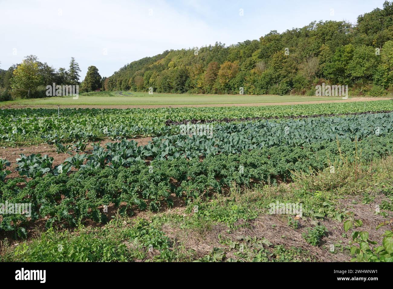 Harvesting fruit and vegetables hi-res stock photography and images - Alamy